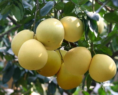 jambura fruit plant | pomelo plant home delivery all Bangladesh.