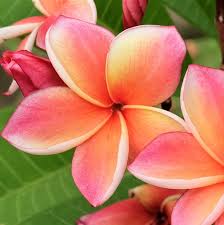 Plumeria pink (kath golap) All Plant Home Delivery all Bangladesh