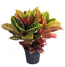 Codiaeum-Patabahar Plant Home Delivery all Bangladesh