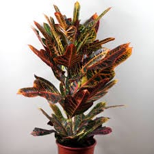 Variegatum-patabahar - SATVAI.COM