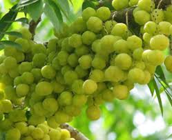Gooseberry Fruit Plant | Orboroi Home Delivery all Bangladesh