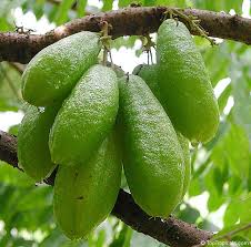 Bilimbi Fruit Tree Plant Available at Top Nursery Bangladesh.