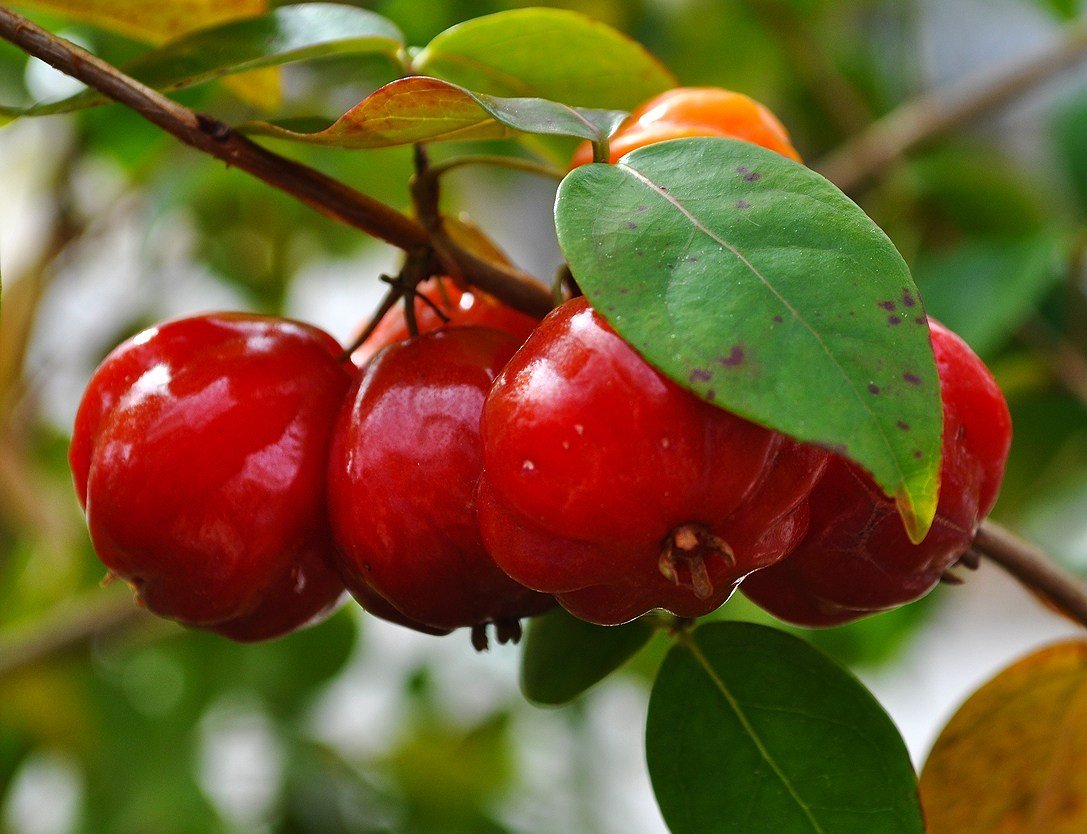 Surinam Cherry Fruit Plant all Bangladesh Home Delivery