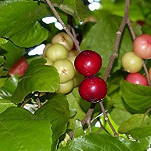 Love Lobi Fruit Tree Plant all Bangladesh Home Delivery.