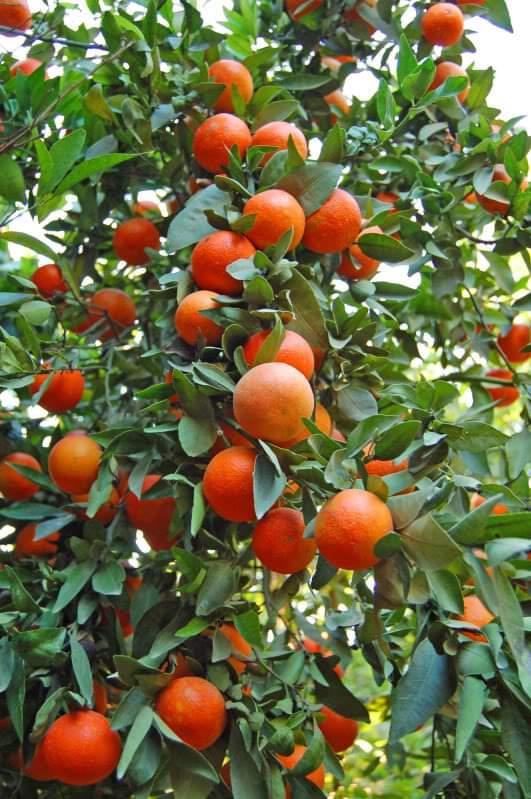 China Sweet Orange Tree Plant all Bangladesh Delivery.