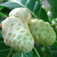 Noni Fruit Tree Plant all Bangladesh Home Delivery.