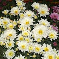 Chandra Mallika Flower Plant all Bangladesh Delivery.