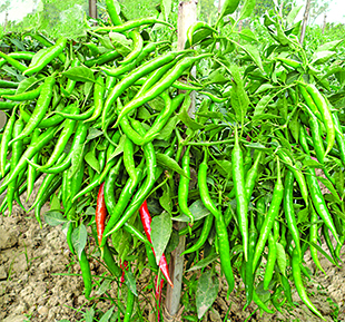 Morich Super F1 Plant Green Chili all Bangladesh Delivery.