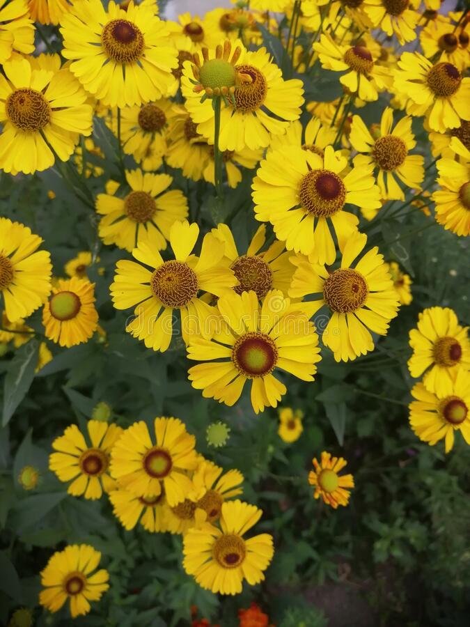 Helium Flower Plant all Bangladesh Delivery.