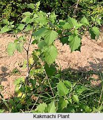 Kakmachi Tree Plant all Bangladesh Delivery.