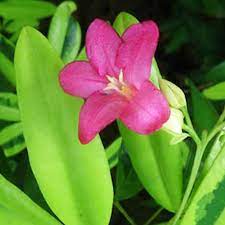 Lemonia Flower Plant all Bangladesh Delivery.