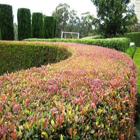 Syzygium Tree Plant indoor all Bangladesh Delivery.